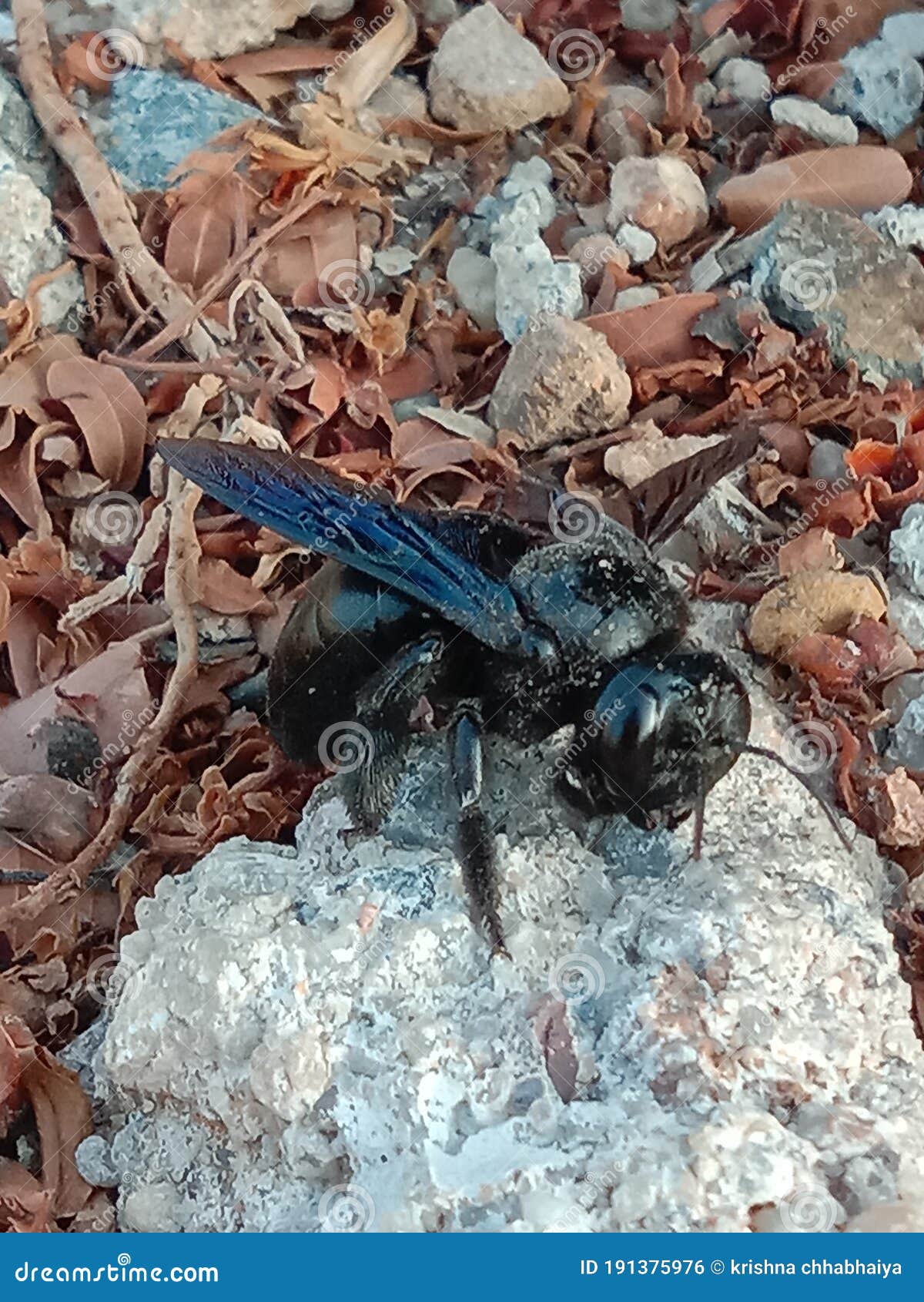 Bumblebee closeup stock photo. Image of arthropod, seafood - 191375976