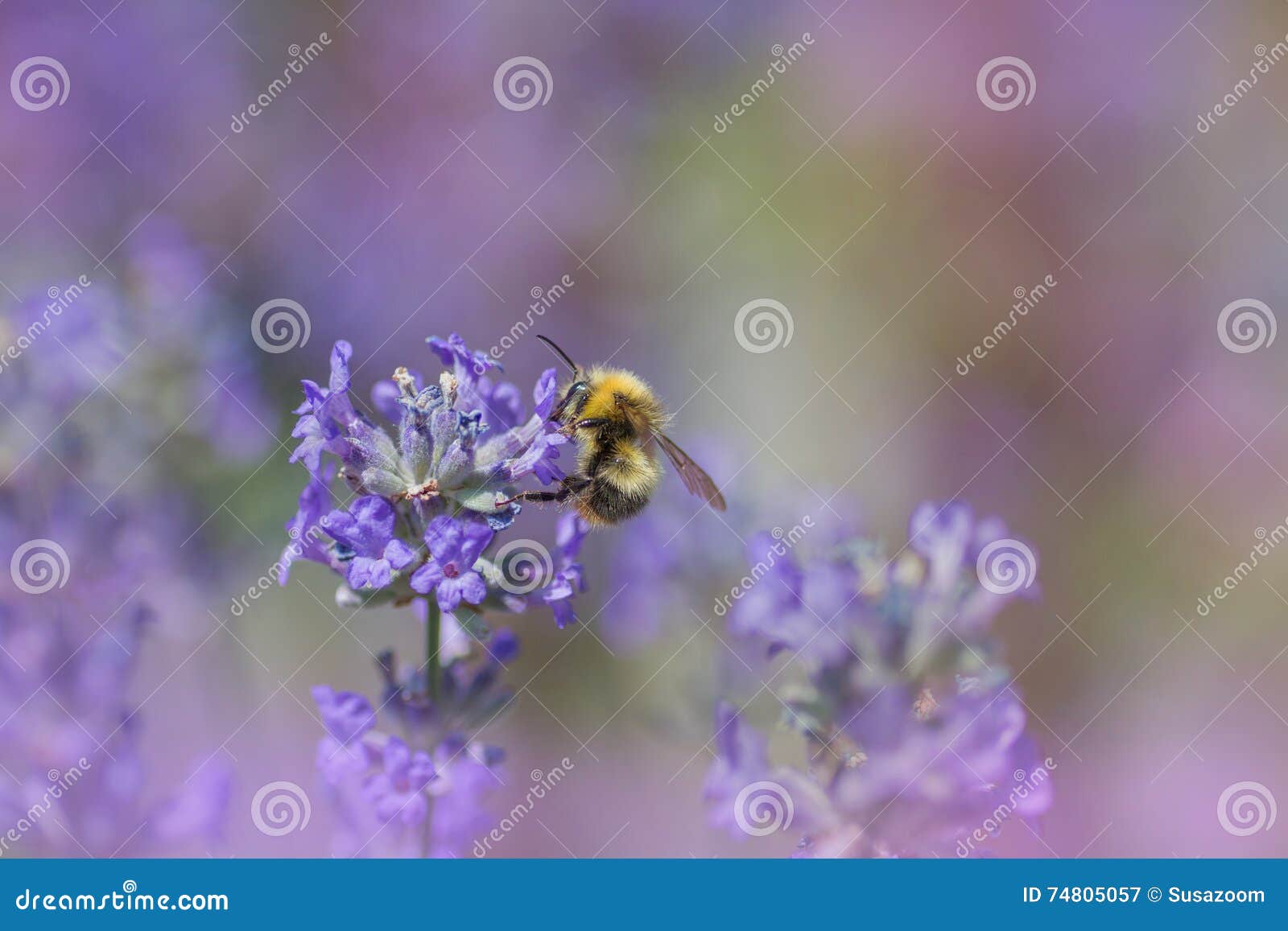 Bumblebee Collecting Nectar on a Lavender Blossom Stock Image - Image ...