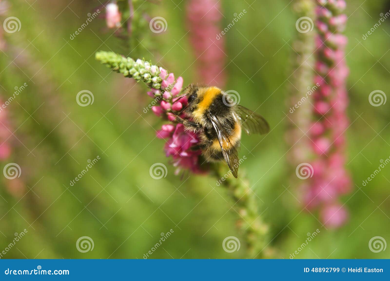 Bumblebee Collecting Nectar from Veronica Spicata Flower Stock Image ...