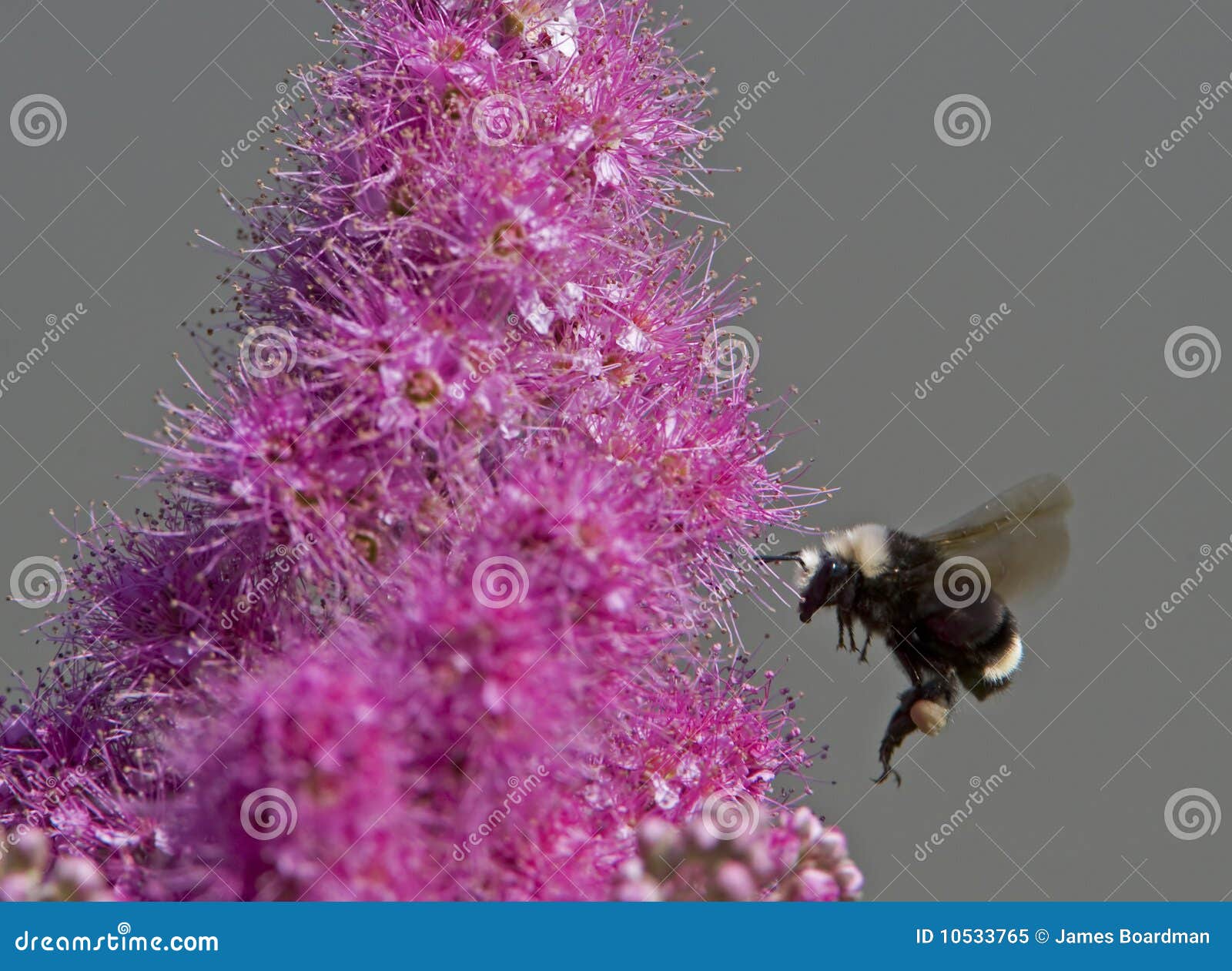 Bumblebee Collecting Pollen Stock Image - Image of flying, flower: 10533765