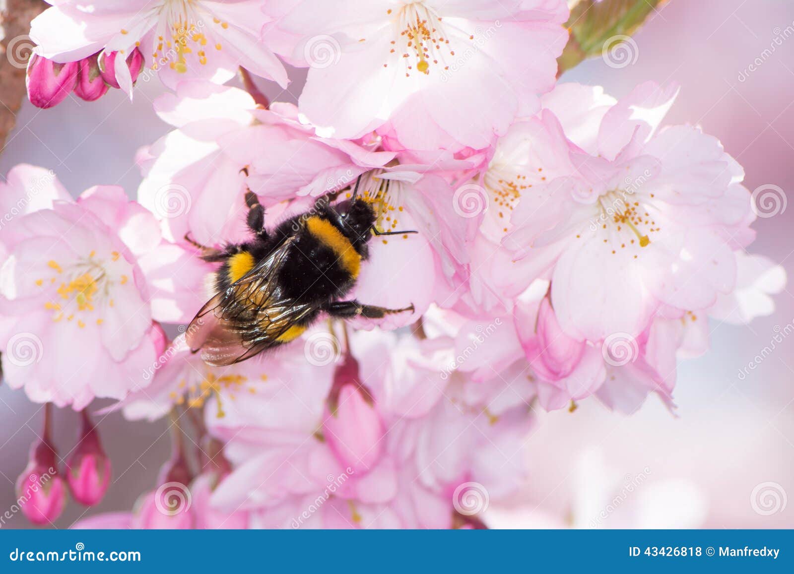 Bumblebee Collecting Pollen Stock Photo - Image of pollinate, flowers ...
