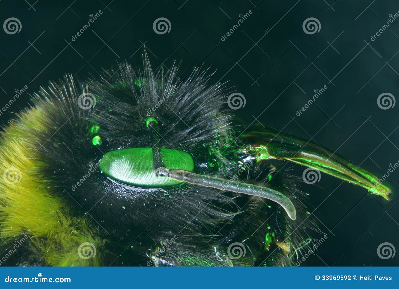 Bumblebee stock photo. Image of compound, wildlife, apidae - 33969592