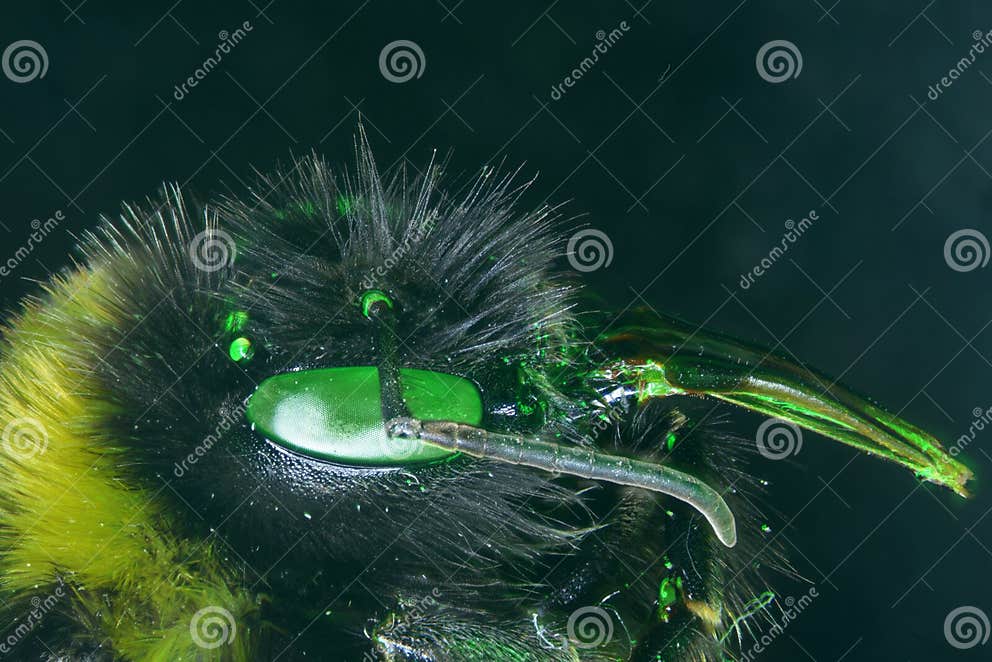 Bumblebee stock photo. Image of compound, wildlife, apidae - 33969592