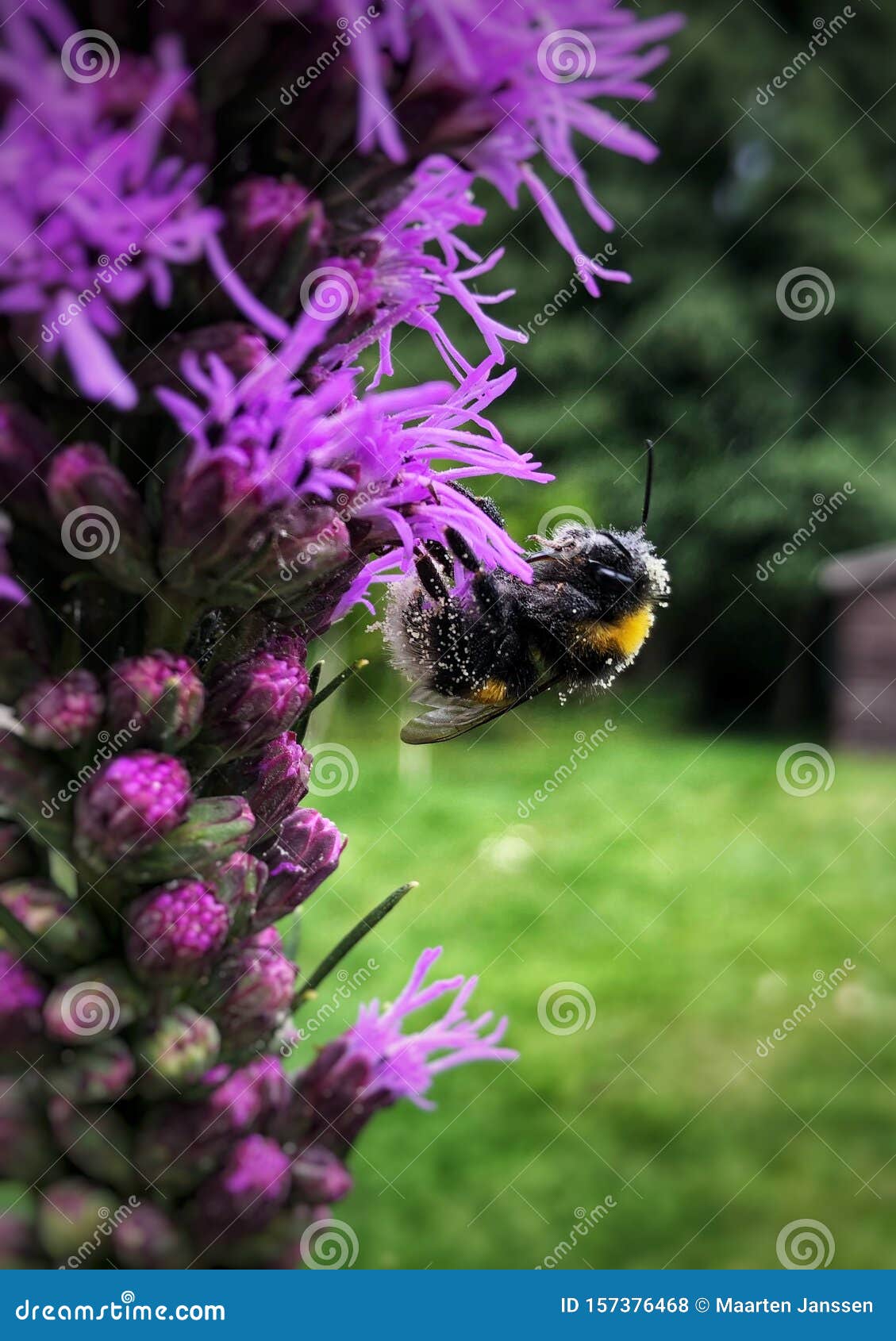 Bumblebee Covered with Pollen Stock Photo - Image of flora, pollen ...