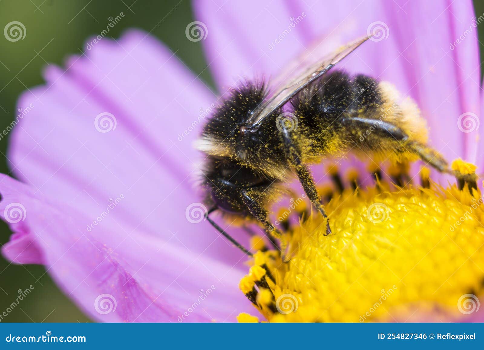 Bumblebee Covered in Pollen on a Cosmos Flower Stock Photo - Image of ...