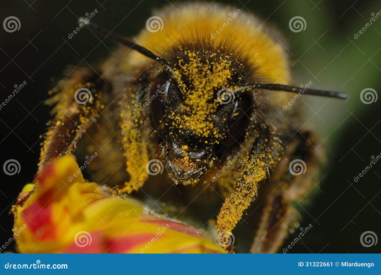 Bumblebee Covered in Pollen Stock Image - Image of hairy, wings: 31322661