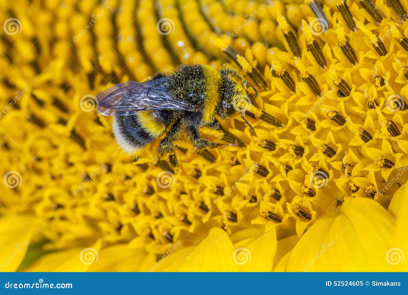 Bumblebee Covered in Pollen on a Wild Flower Stock Image - Image of ...