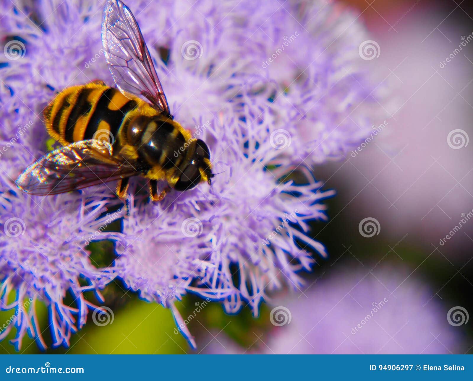 Bumblebee stock image. Image of bumblebee, insects, nature - 94906297