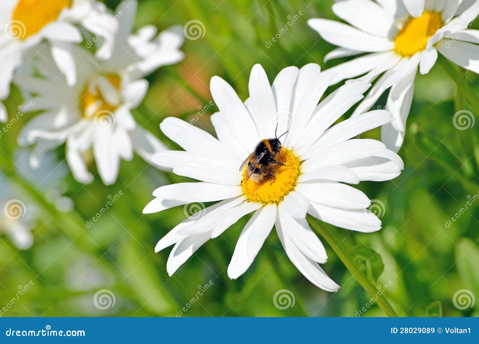 Bumblebee on a Daisy Flower Stock Image - Image of garden, floral: 28029089