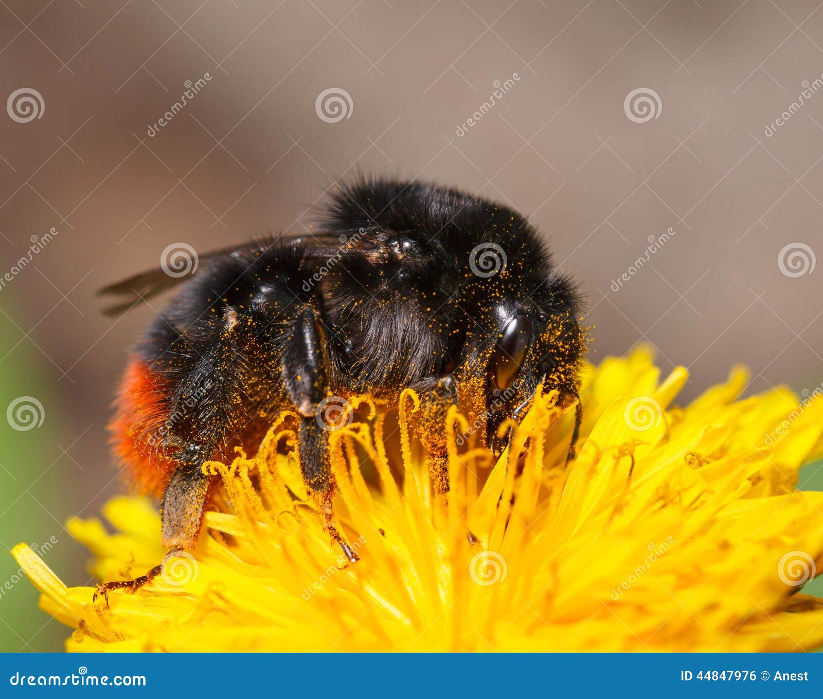 Bumblebee on dandelion stock photo. Image of apidae, bumblebee - 44847976