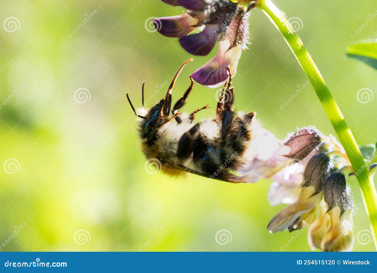 Bumblebee Dislodging the Pollen while Sitting on the Flowers, Macro ...