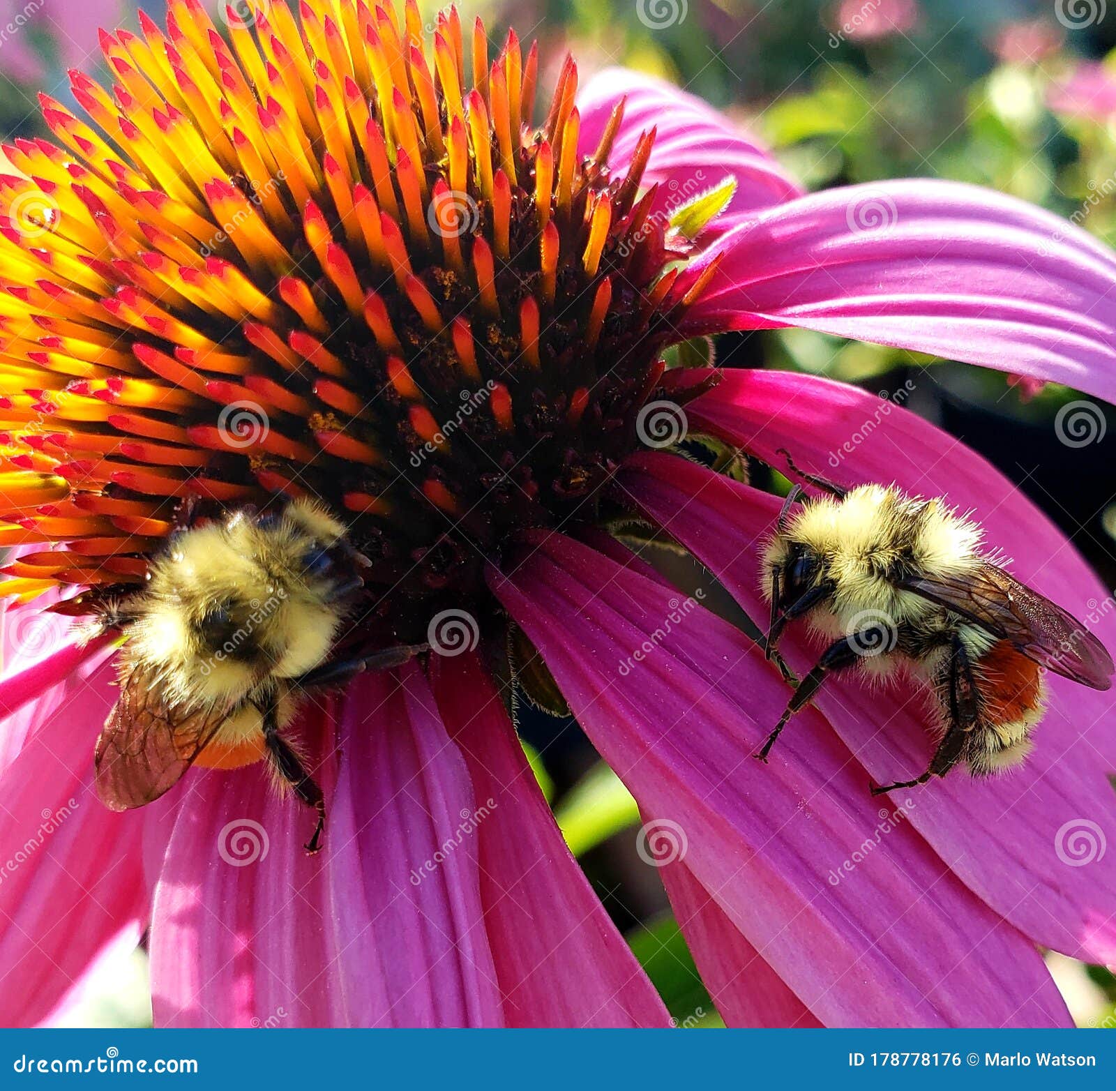 Bumblebee Double Vision stock photo. Image of pink, pollen - 178778176