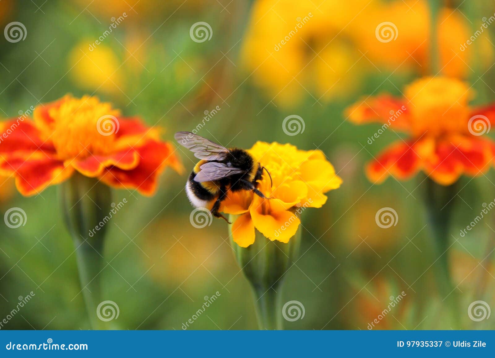 Bumblebee Drink Nectar on Tagetes Flower Stock Image - Image of african ...