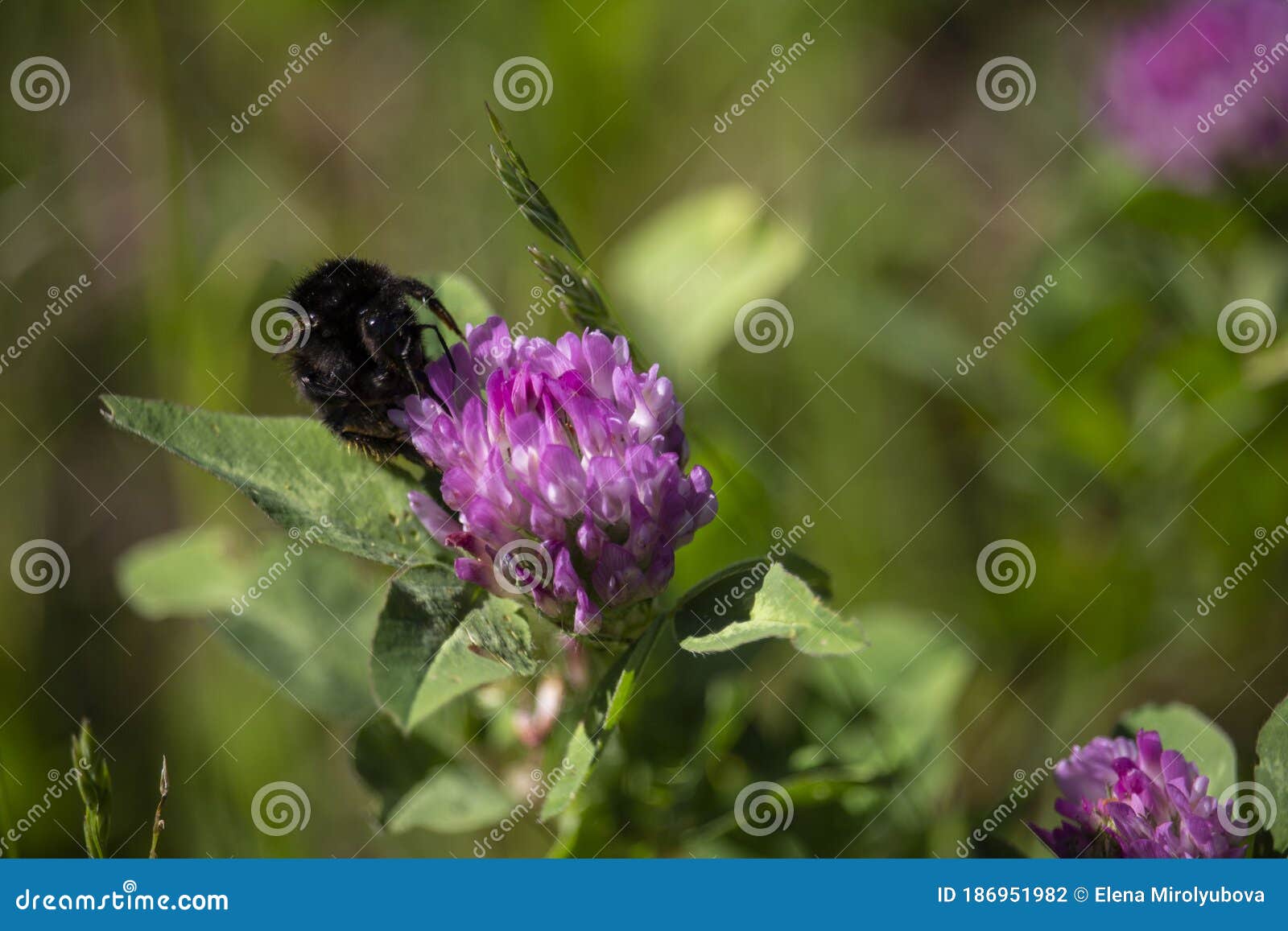 Rose Clover Flowers In Grass In Tuscany Meadows Royalty-Free Stock ...