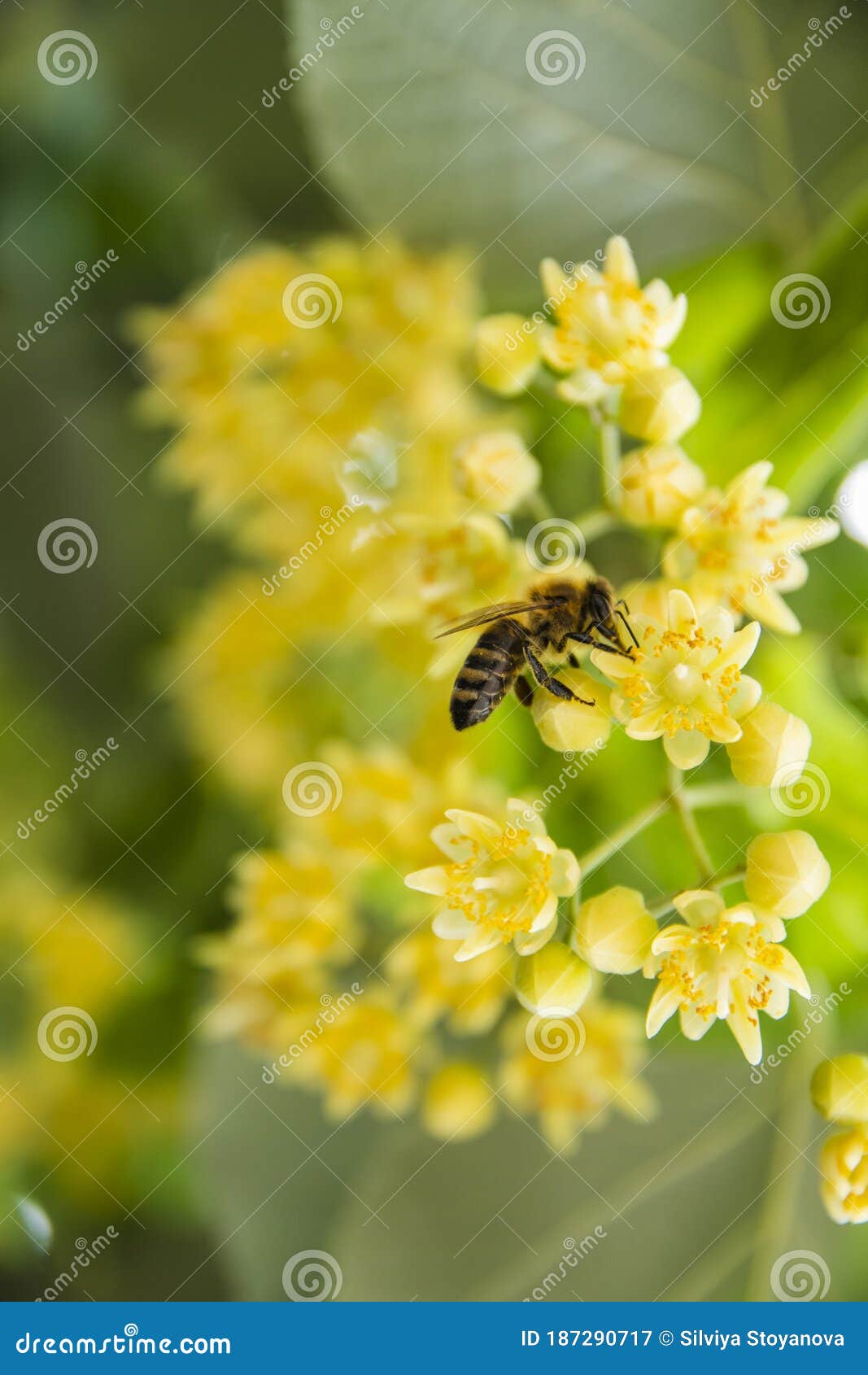 A Bumblebee Extracts Pollen from a Linden Tree Stock Image - Image of ...