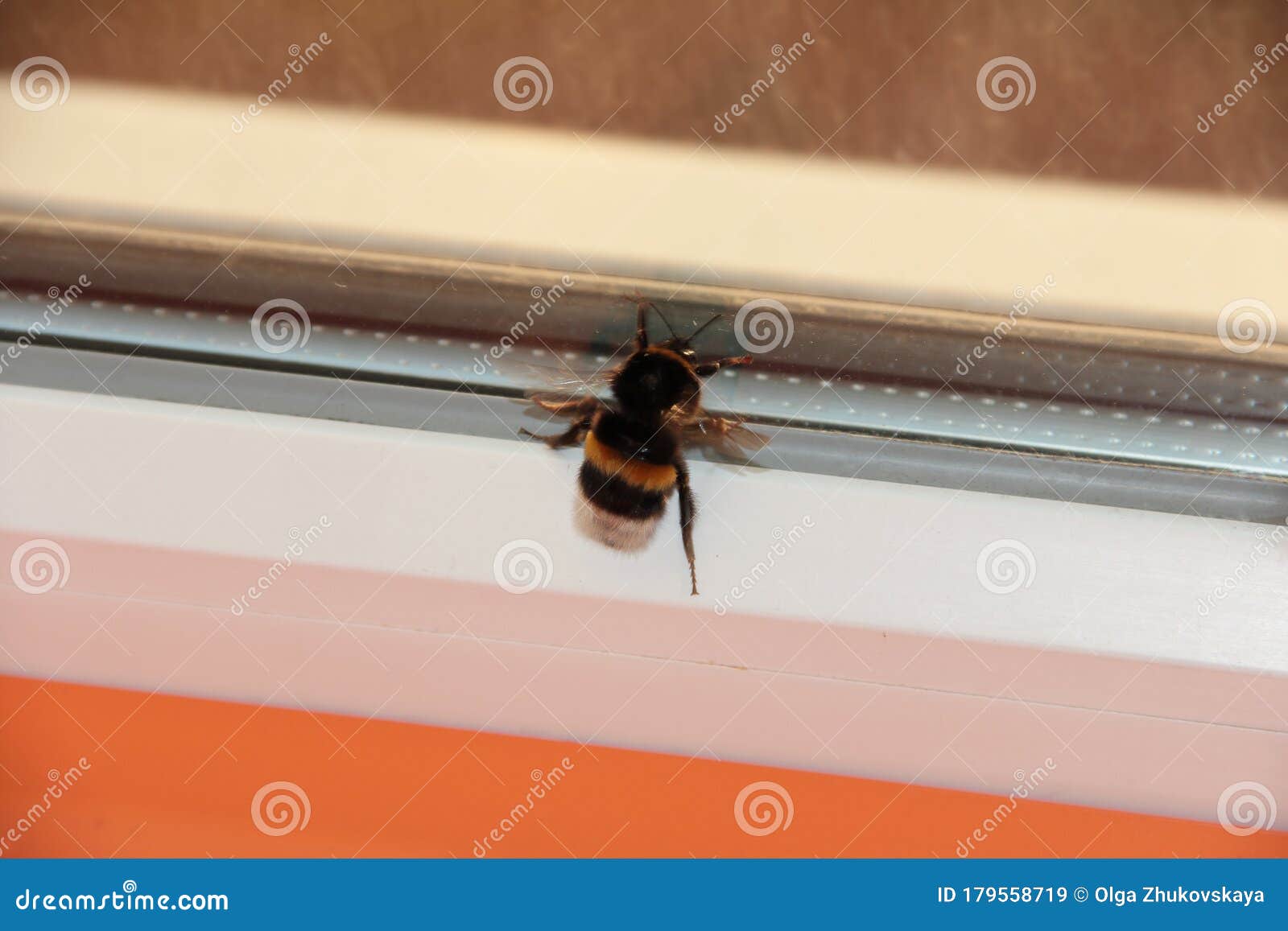 A Bumblebee Flew Into The House. Bumblebee On The Window Royalty-Free ...