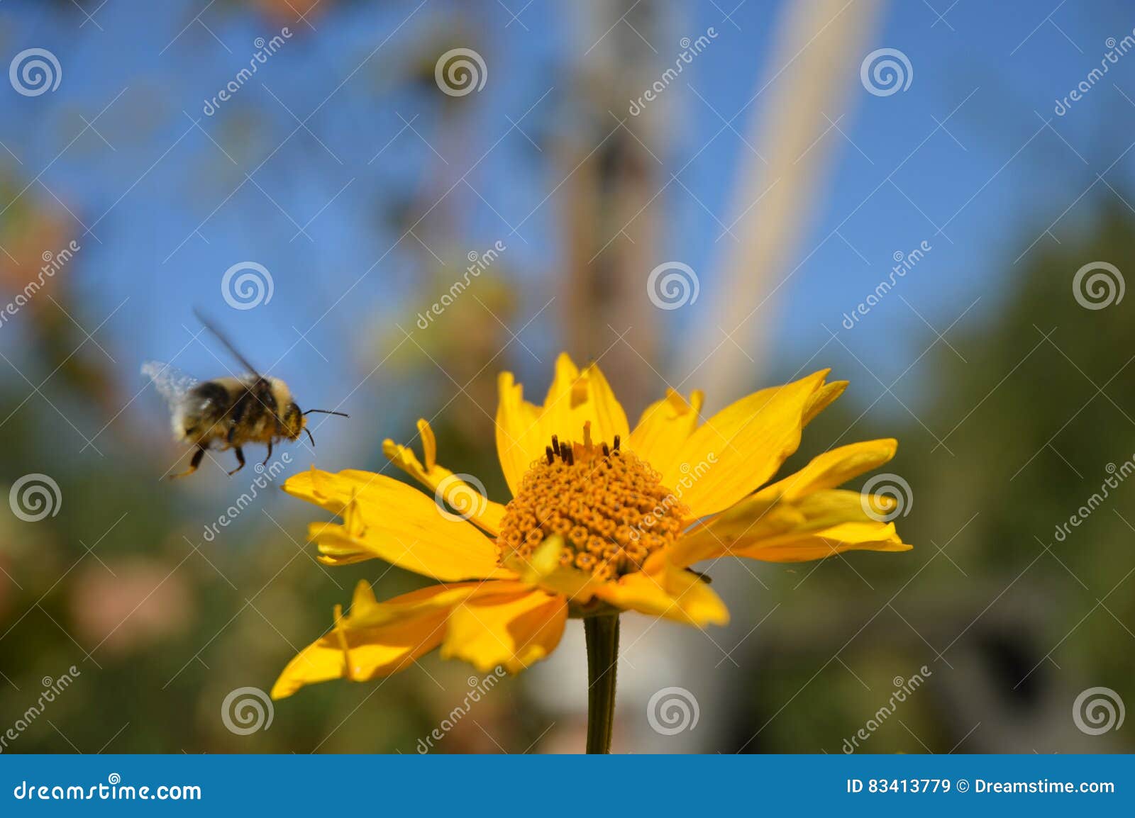 Bumblebee flies stock image. Image of bumble, nature - 83413779
