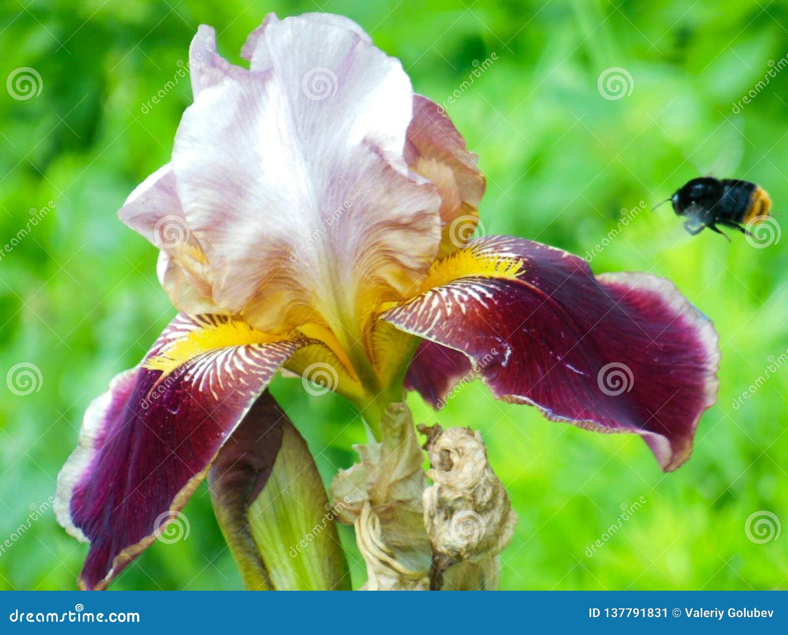 Bumblebee Flies on the Flower Stock Image - Image of petal, bloom ...