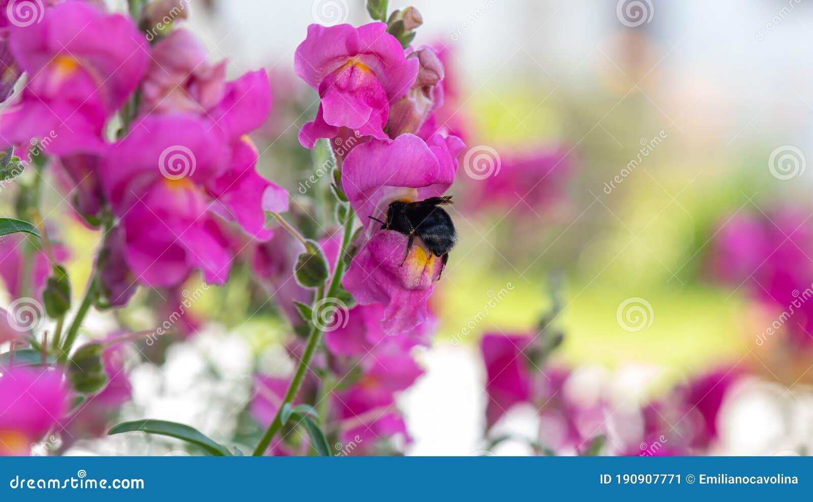 Bumblebee Flies among the Flowers Stock Image - Image of field, nature ...