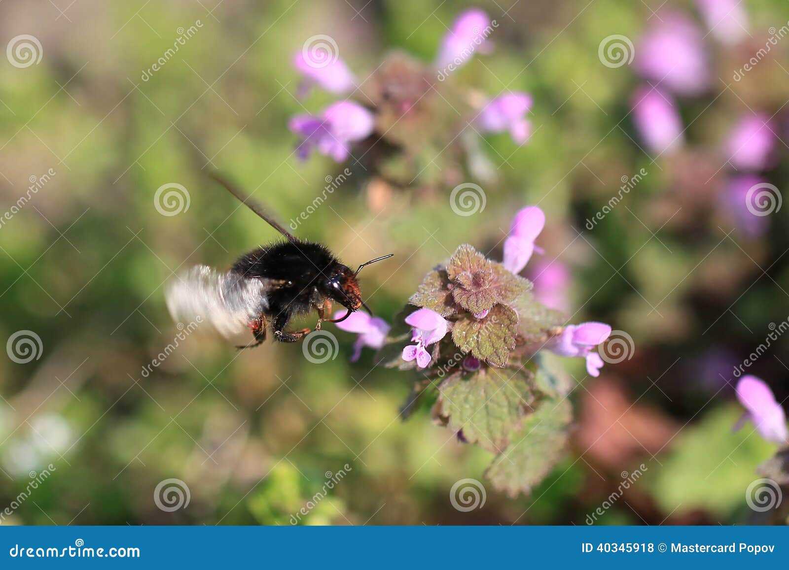 Bumblebee flies stock photo. Image of nature, close, flight - 40345918