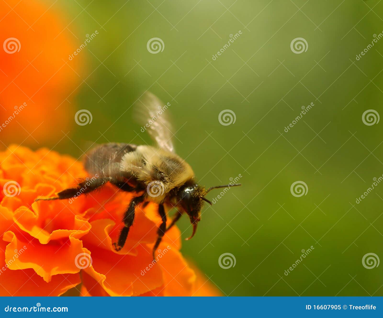 Bumblebee in flight stock image. Image of motion, close - 16607905