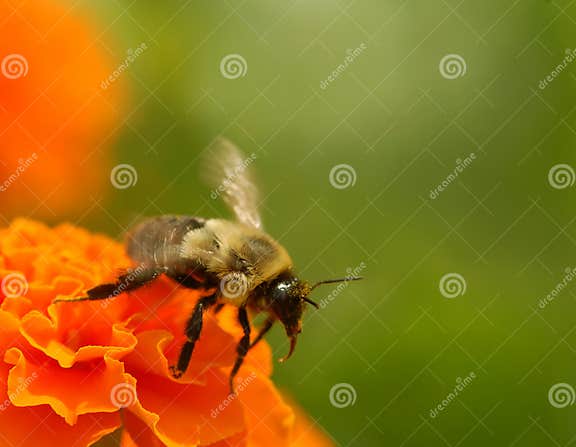 Bumblebee in flight stock image. Image of motion, close - 16607905