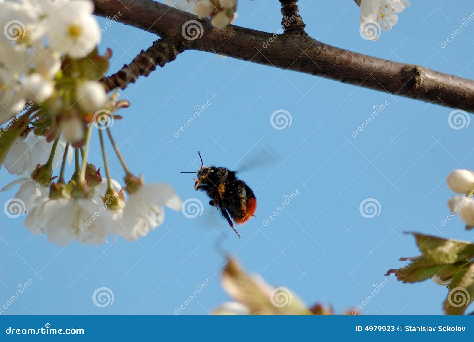 Bumblebee in Flight stock image. Image of branch, landing - 4979923
