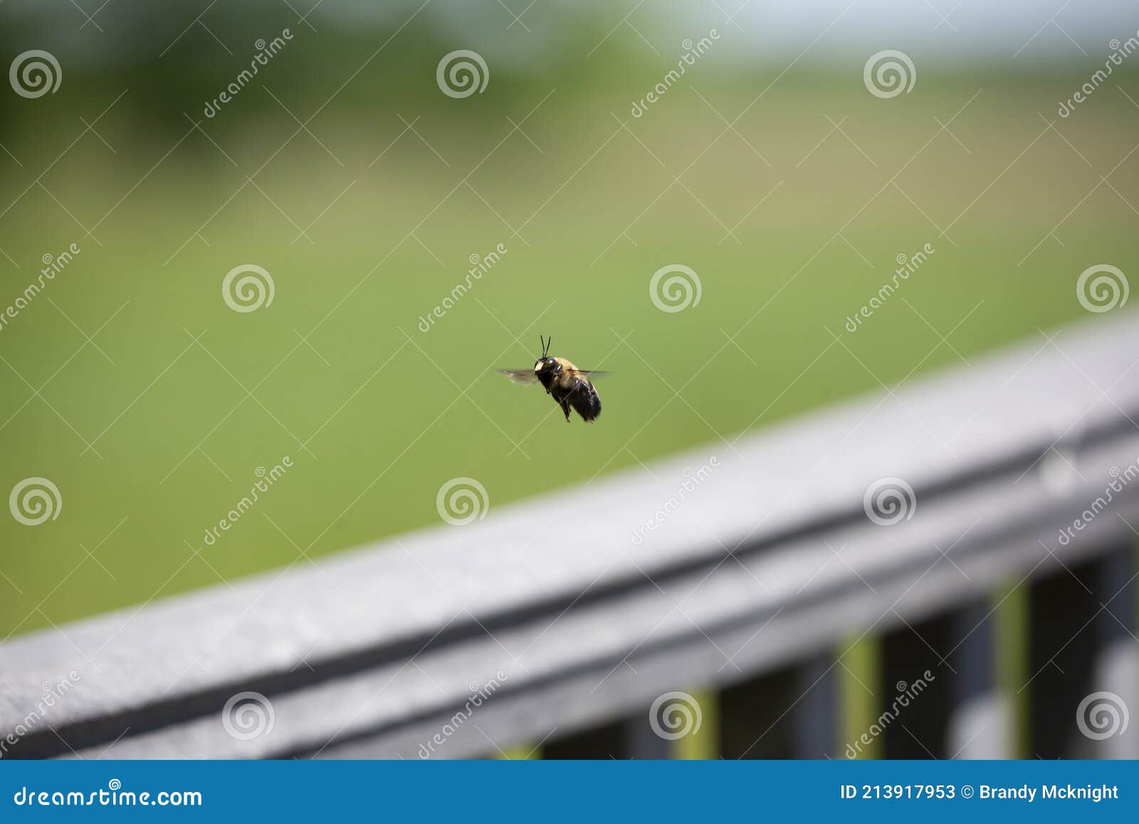 Bumblebee in Flight stock image. Image of nature, outdoors - 213917953