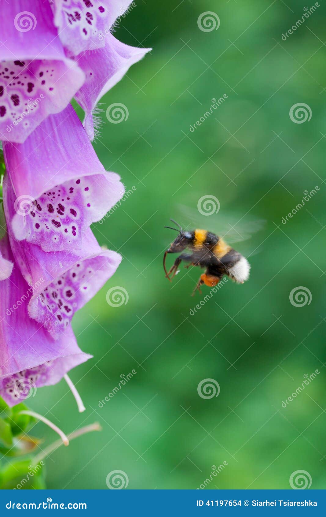 Bumblebee in Flight Near a Flower of Digitalis Stock Photo - Image of ...