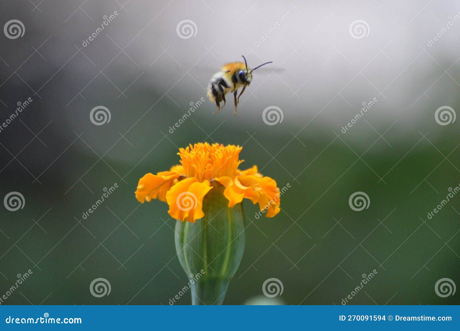 Bumblebee in Flight Towards the Flower Stock Photo - Image of animal ...