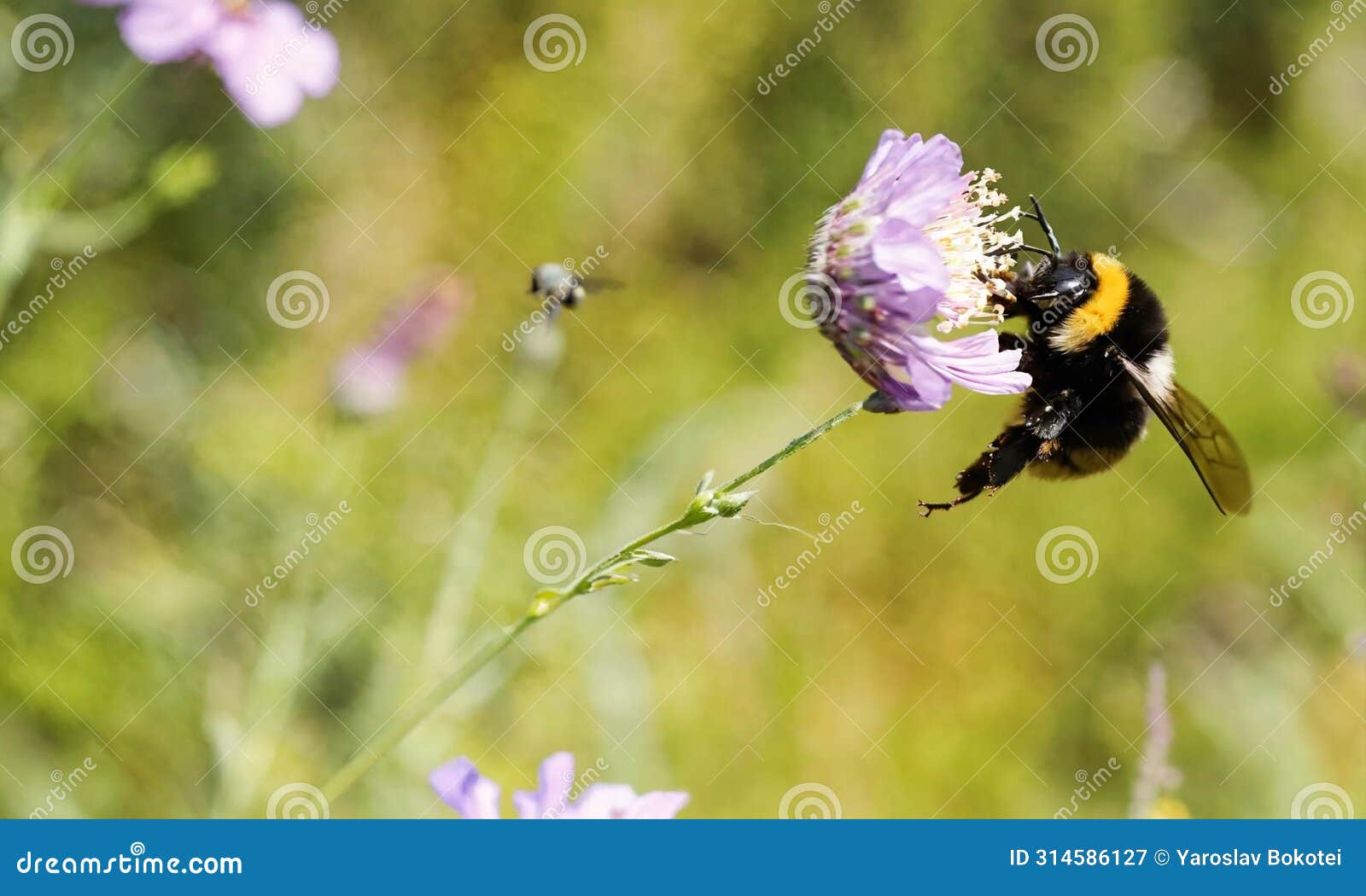 Bumblebee in Flight. the White Tailed Bumblebee Stock Illustration ...