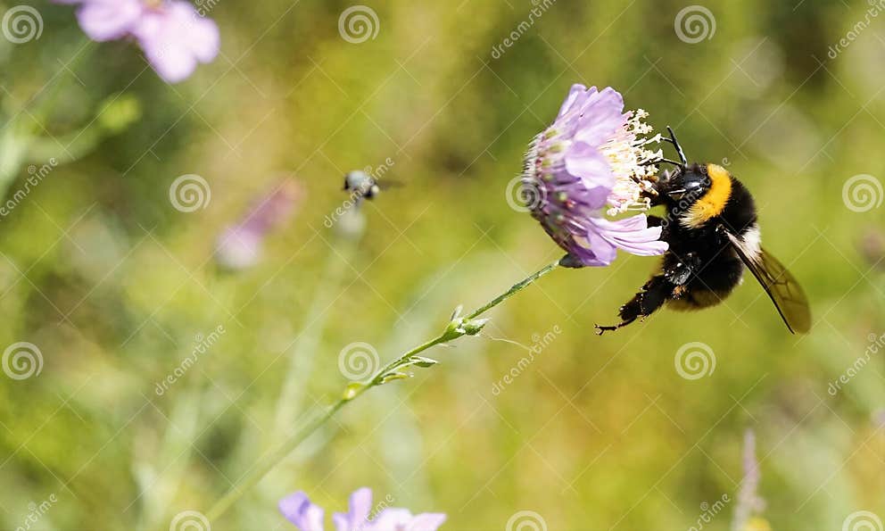 Bumblebee in Flight. the White Tailed Bumblebee Stock Illustration - Illustration of meadow ...