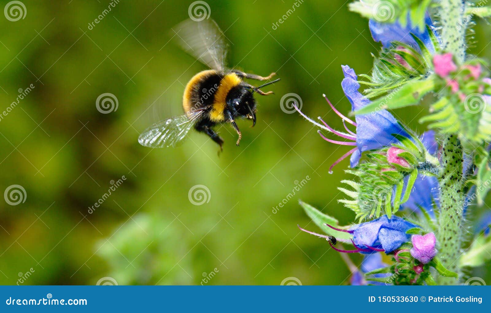 Bumblebee in flight. stock photo. Image of tailed, bombus - 150533630