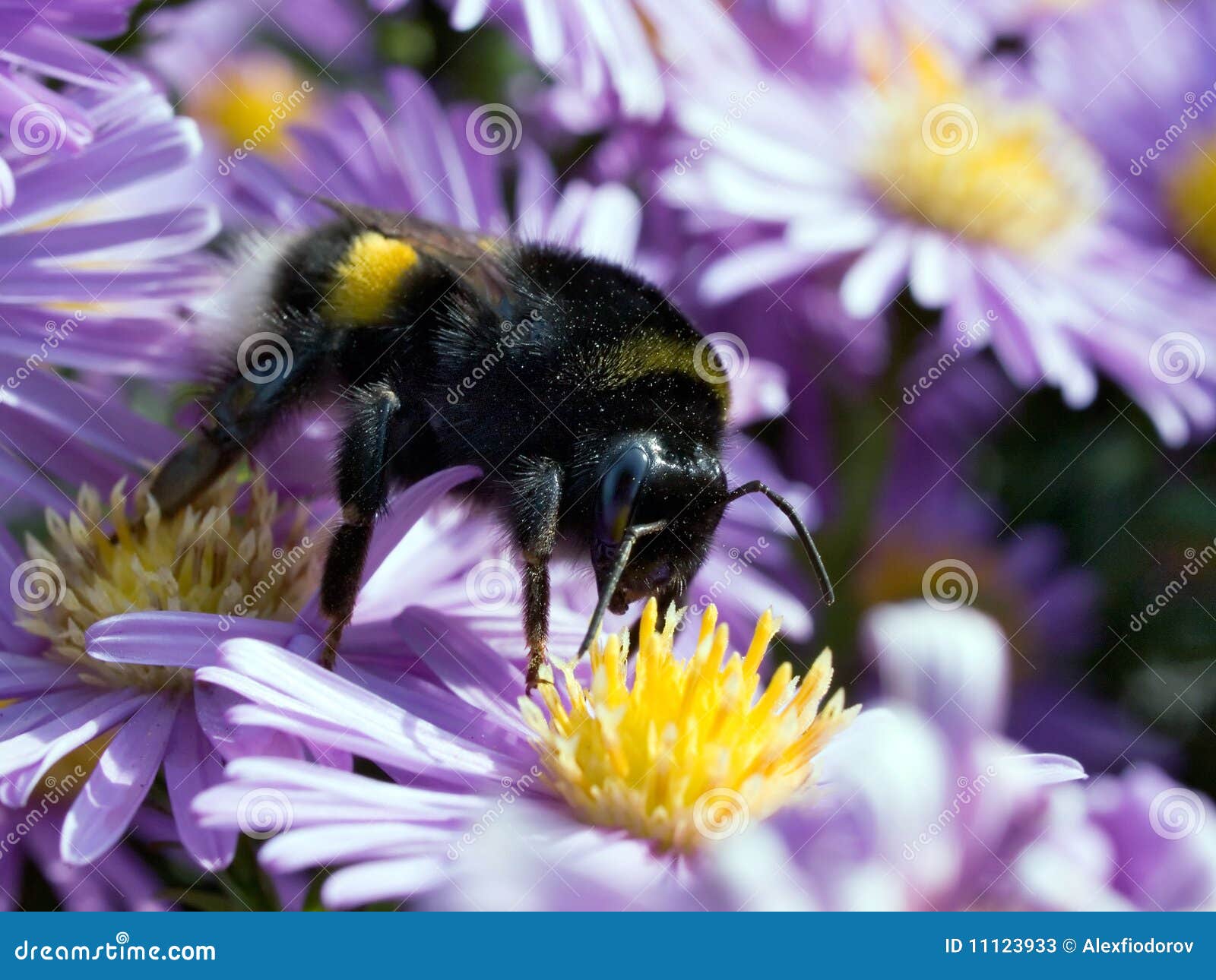 Bumblebee on flower. stock image. Image of outdoor, black - 11123933
