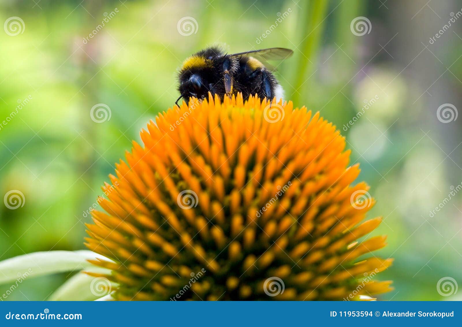 Bumblebee on the flower stock photo. Image of yellow - 11953594