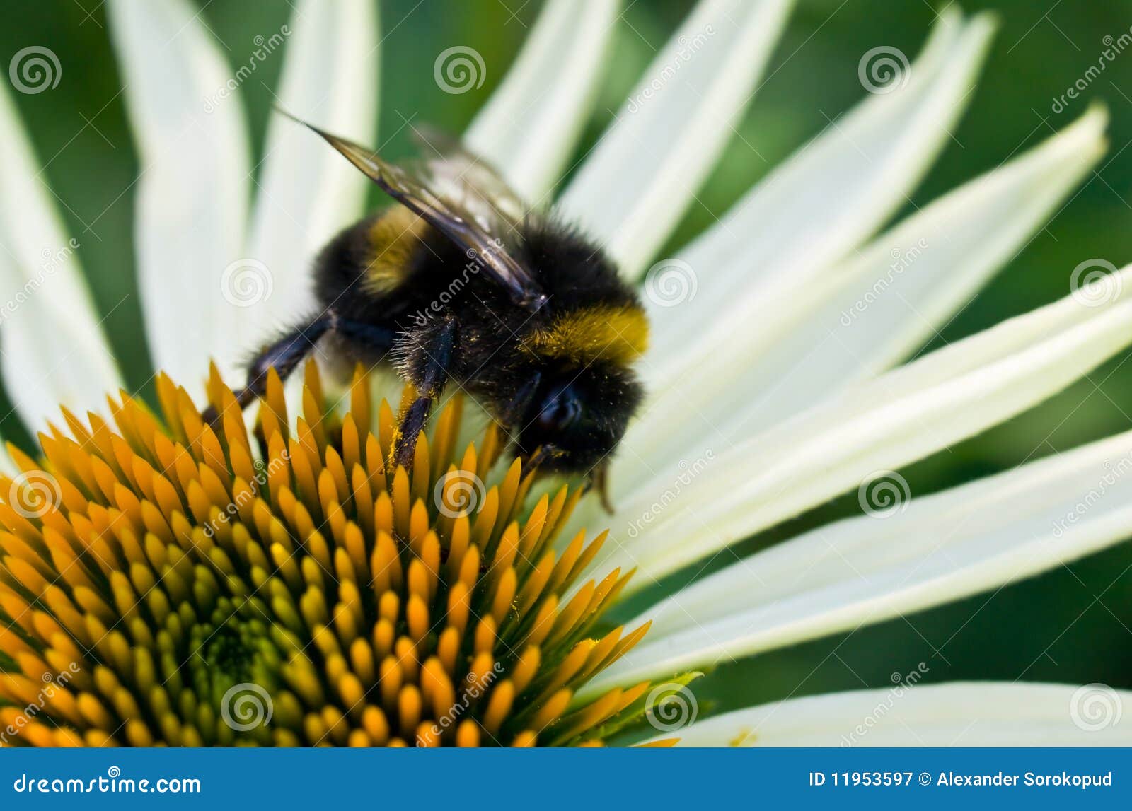 Bumblebee on the flower stock image. Image of shaggy - 11953597