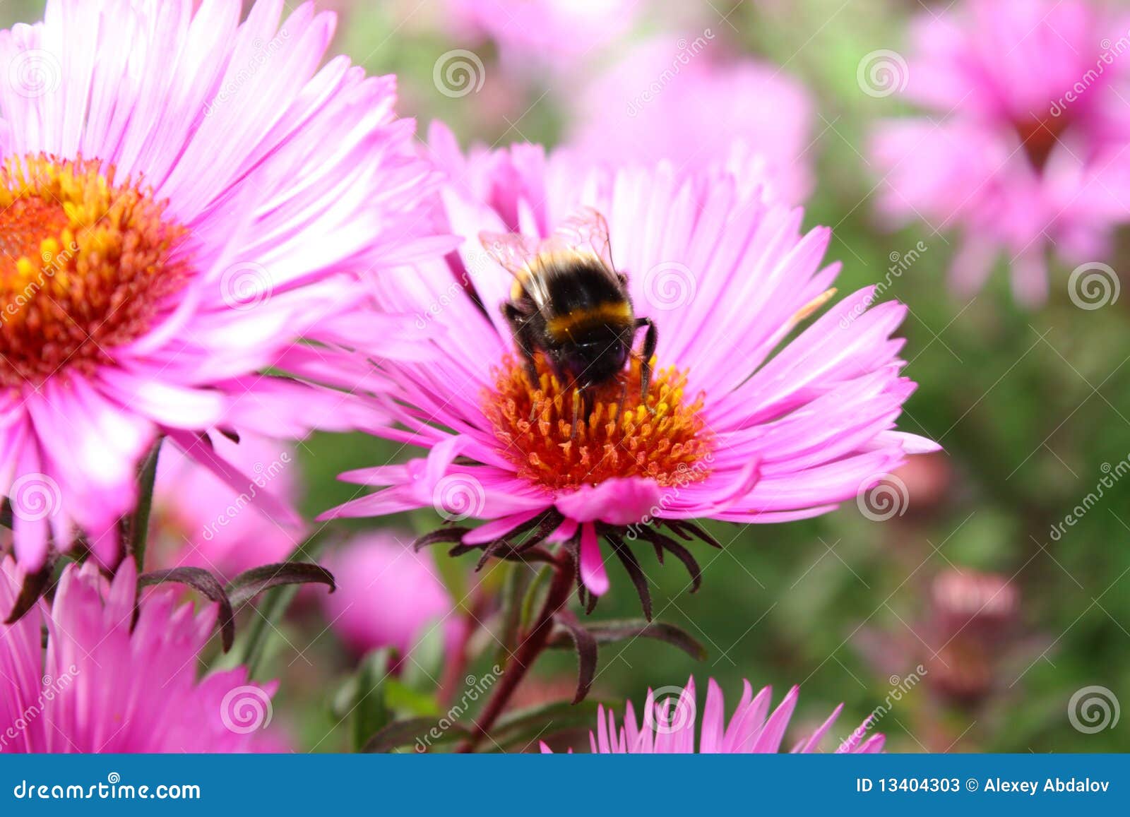 Bumblebee and a flower. stock image. Image of natural - 13404303