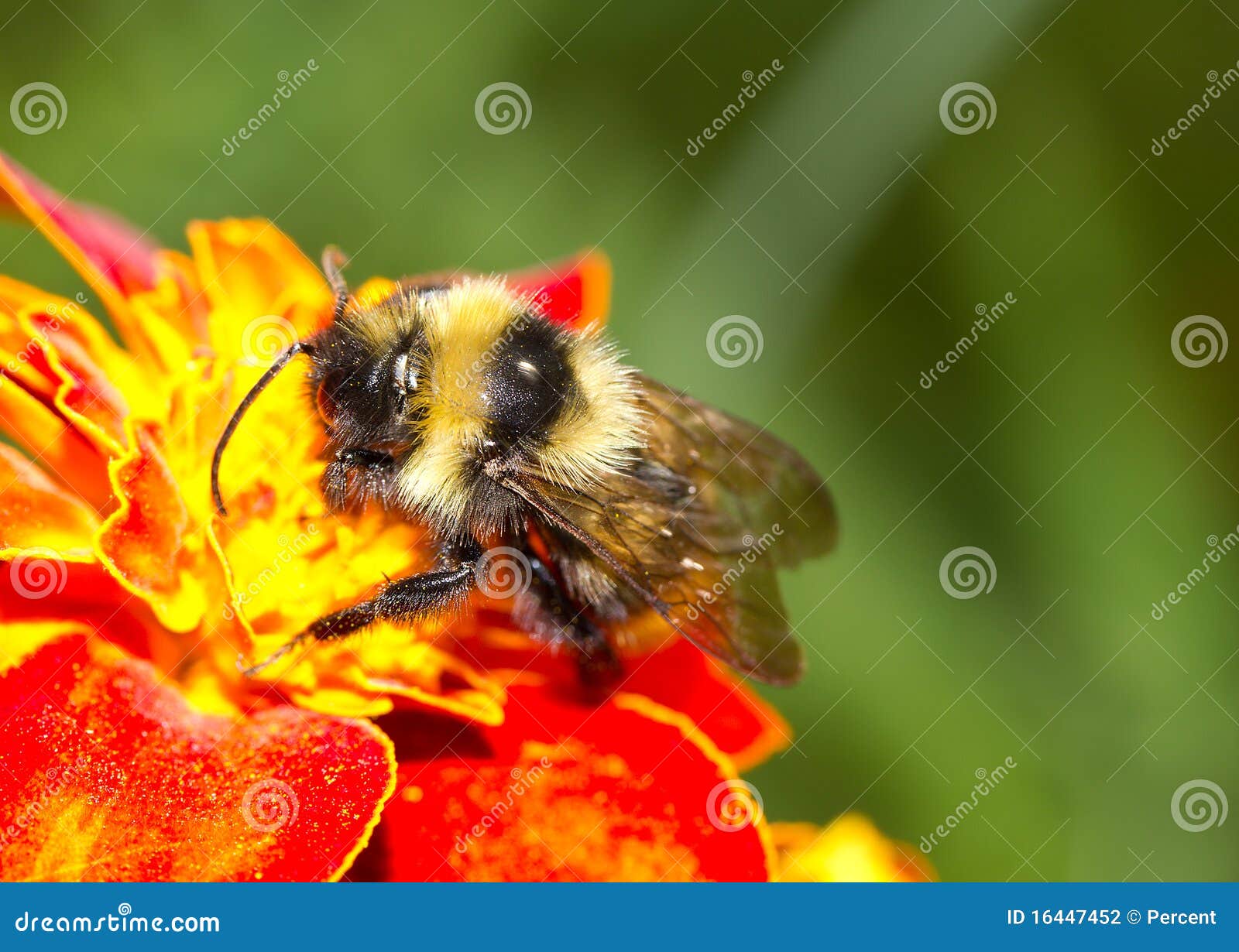 Bumblebee on a flower stock photo. Image of petal, pink - 16447452