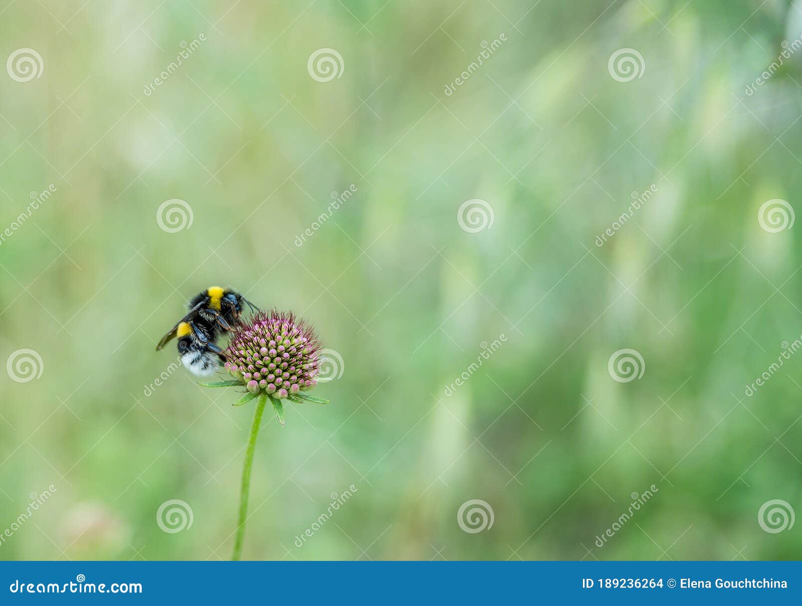 Bumblebee and flower stock photo. Image of estate, fiore - 189236264