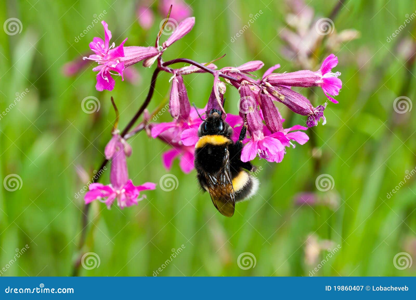 Bumblebee on flower stock image. Image of garden, flower - 19860407