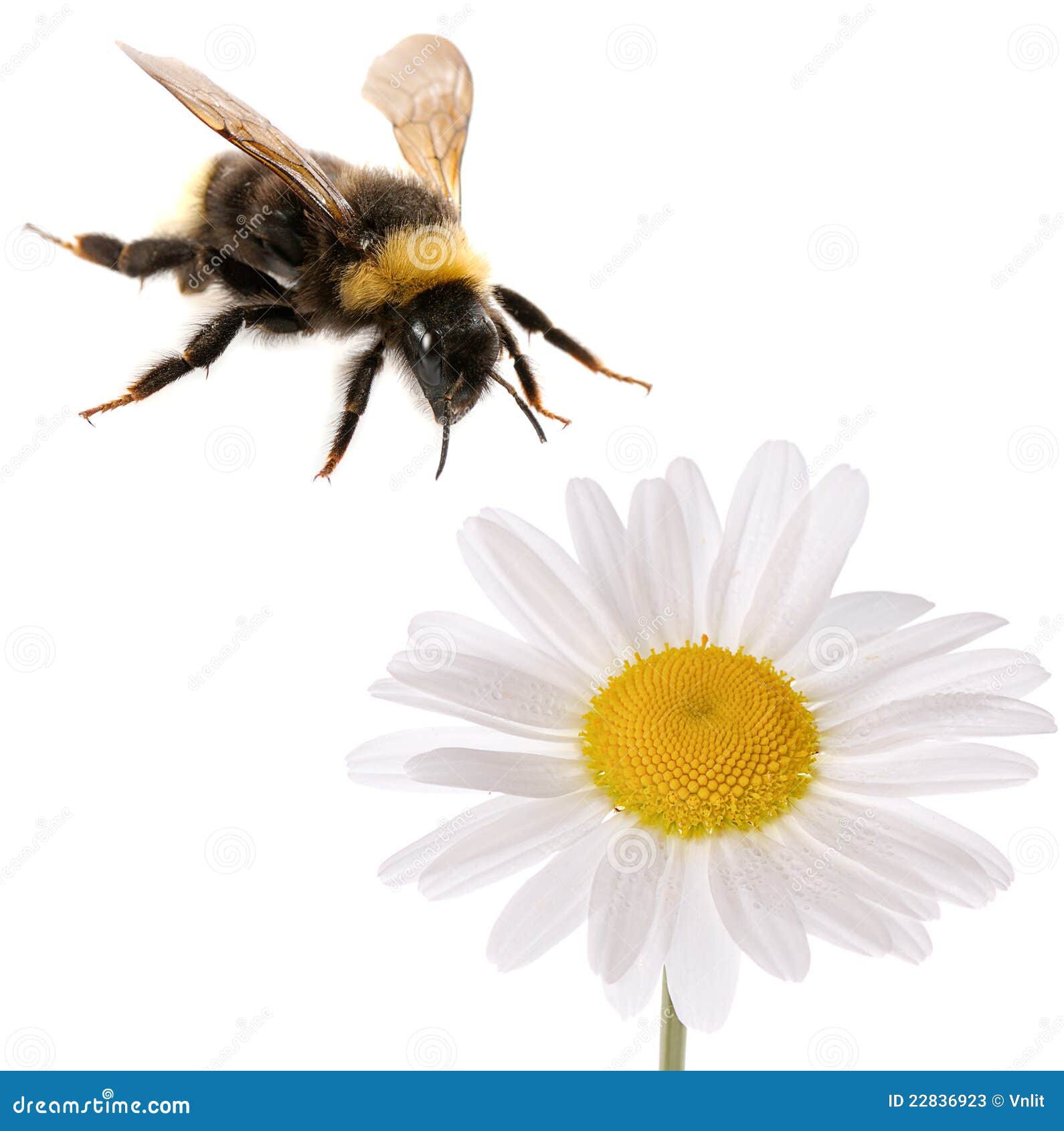 Bumblebee and flower stock image. Image of petals, nectar - 22836923