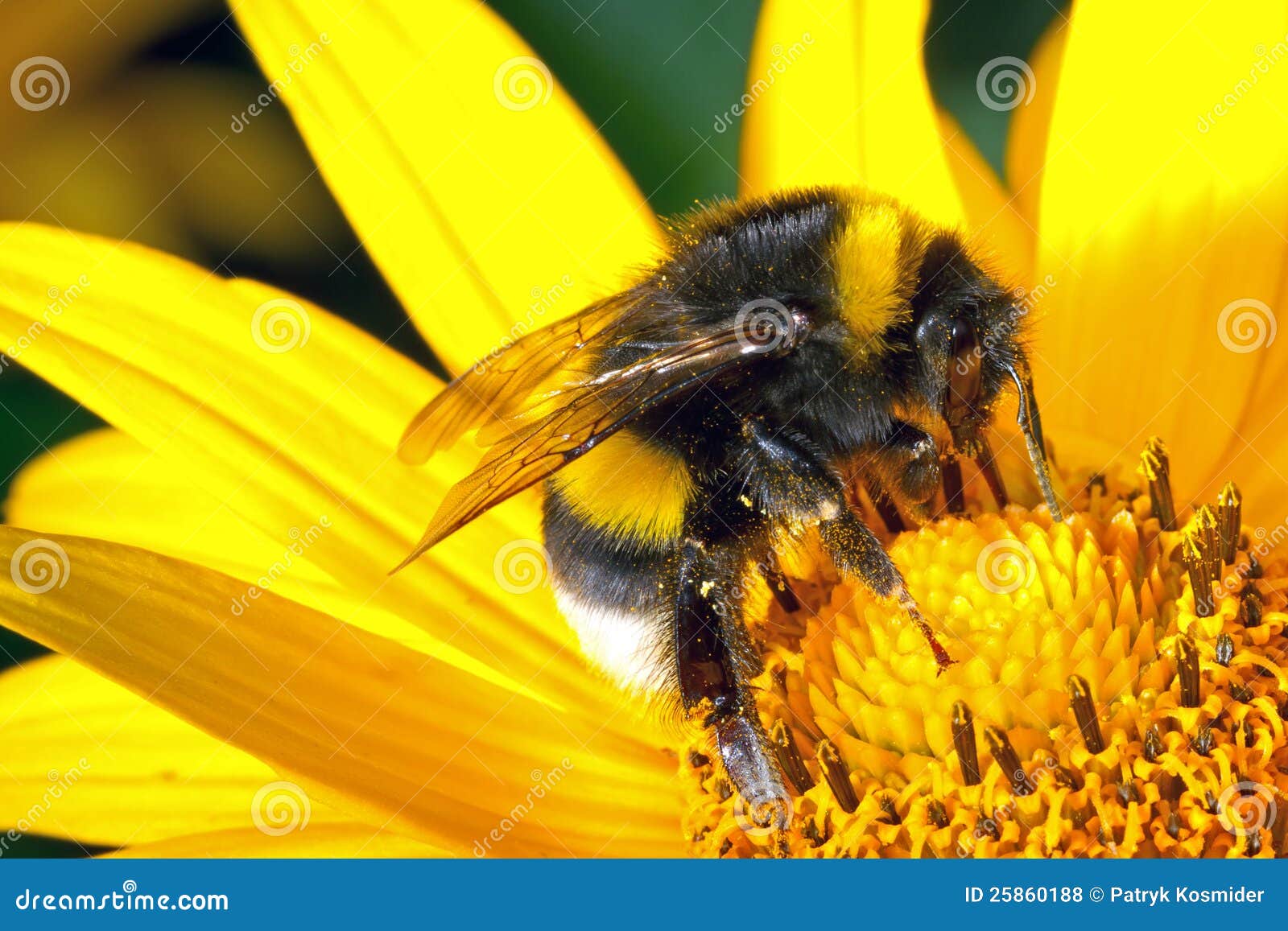 Bumblebee on the flower stock photo. Image of blossom - 25860188