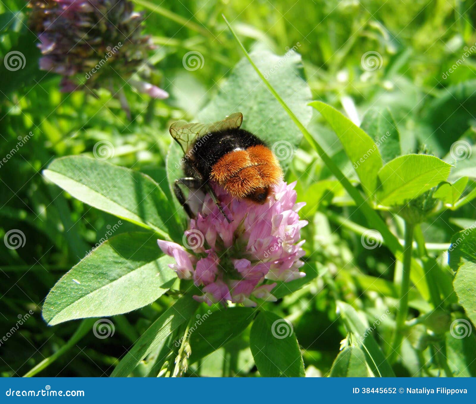 Bumblebee on flower stock photo. Image of grass, bumblebee - 38445652