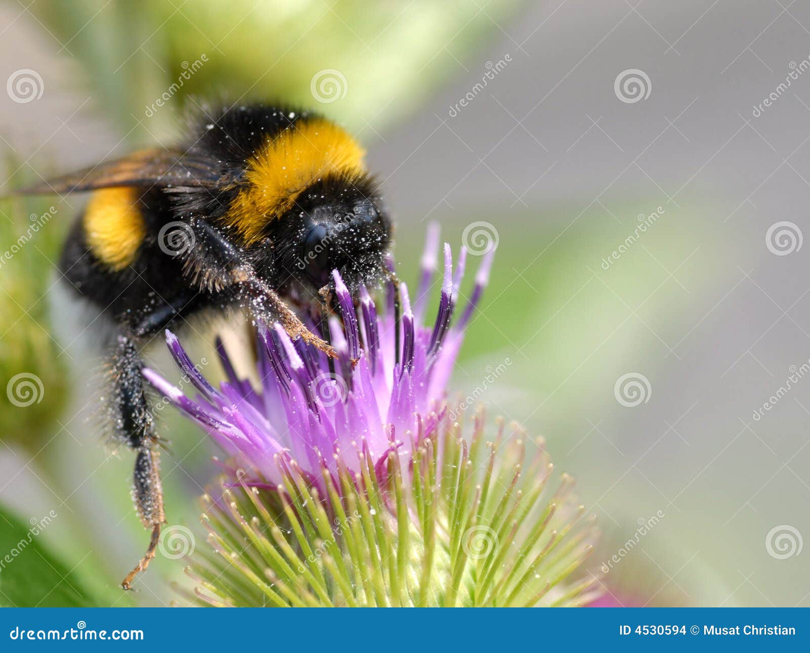Bumblebee on flower stock photo. Image of head, bumblebee - 4530594