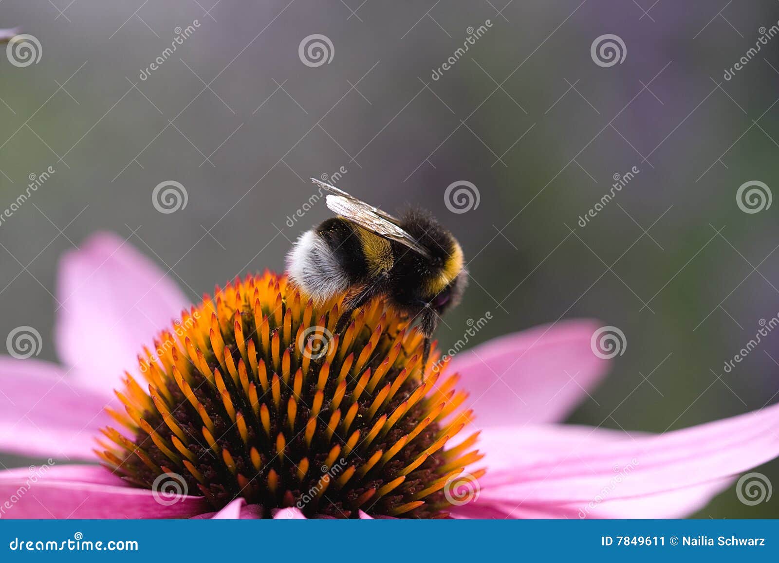 Bumblebee on Flower stock image. Image of drinking, pollen - 7849611