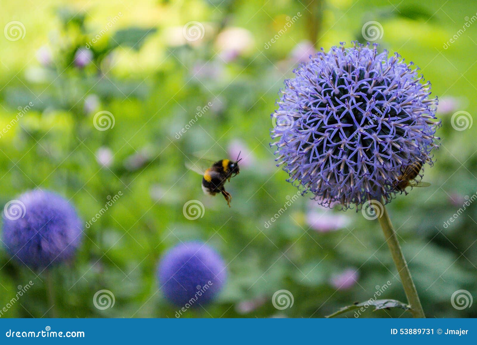 Bumblebee on a flower stock image. Image of petal, floral - 53889731