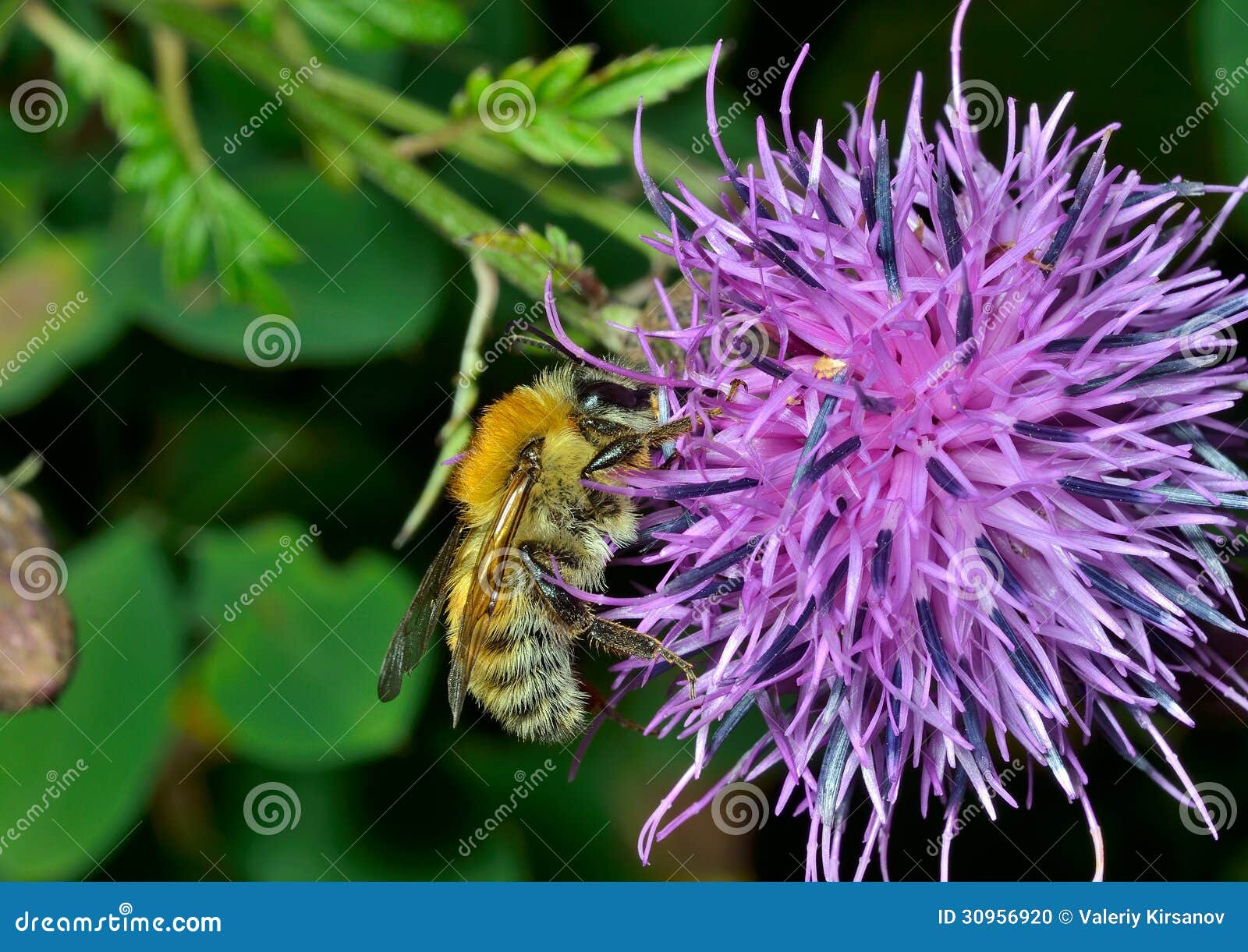 Bumblebee on flower 3 stock photo. Image of macro, creature - 30956920