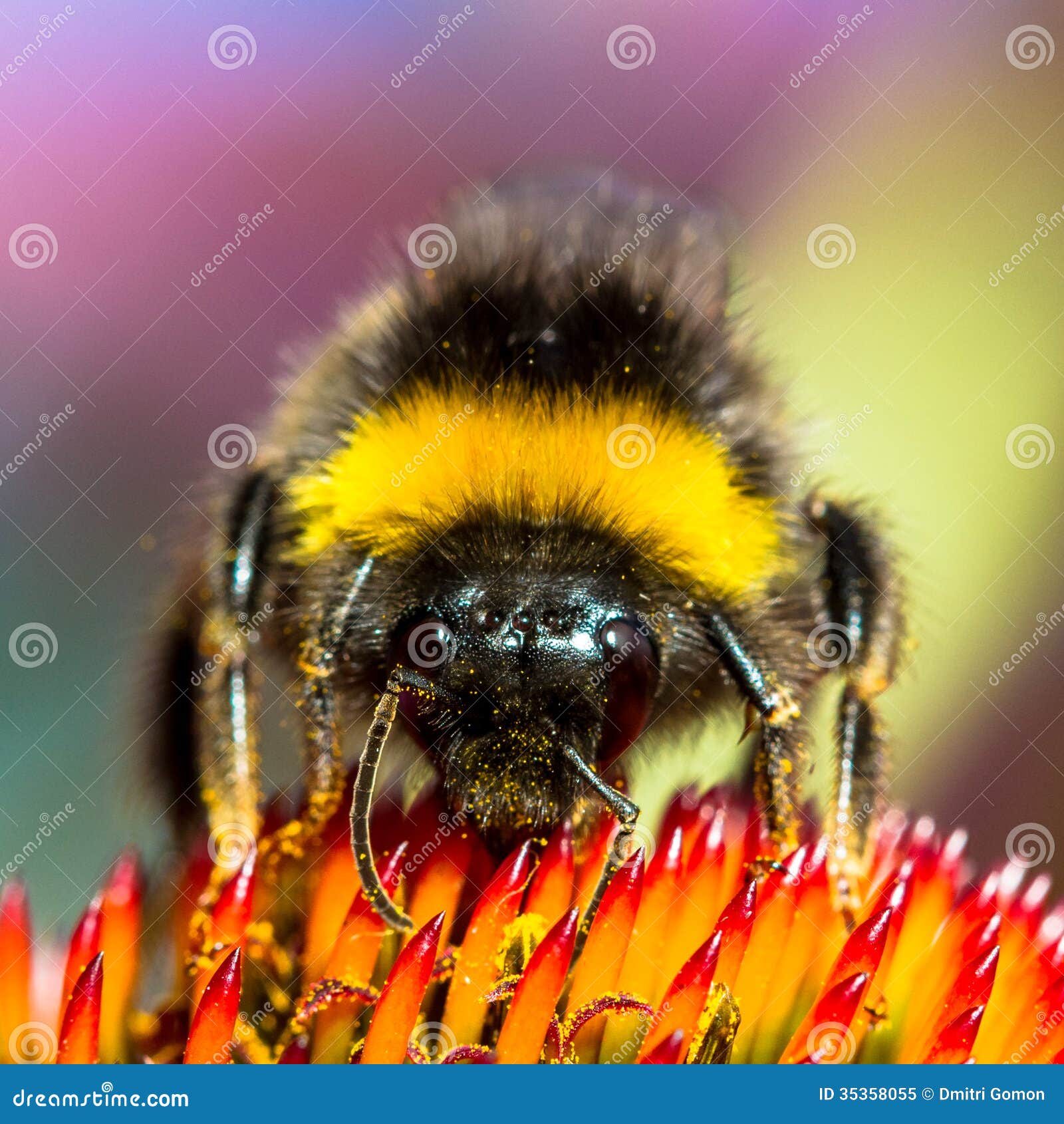 Bumblebee on a Flower Frontal Closeup Stock Image - Image of hair, eyes ...
