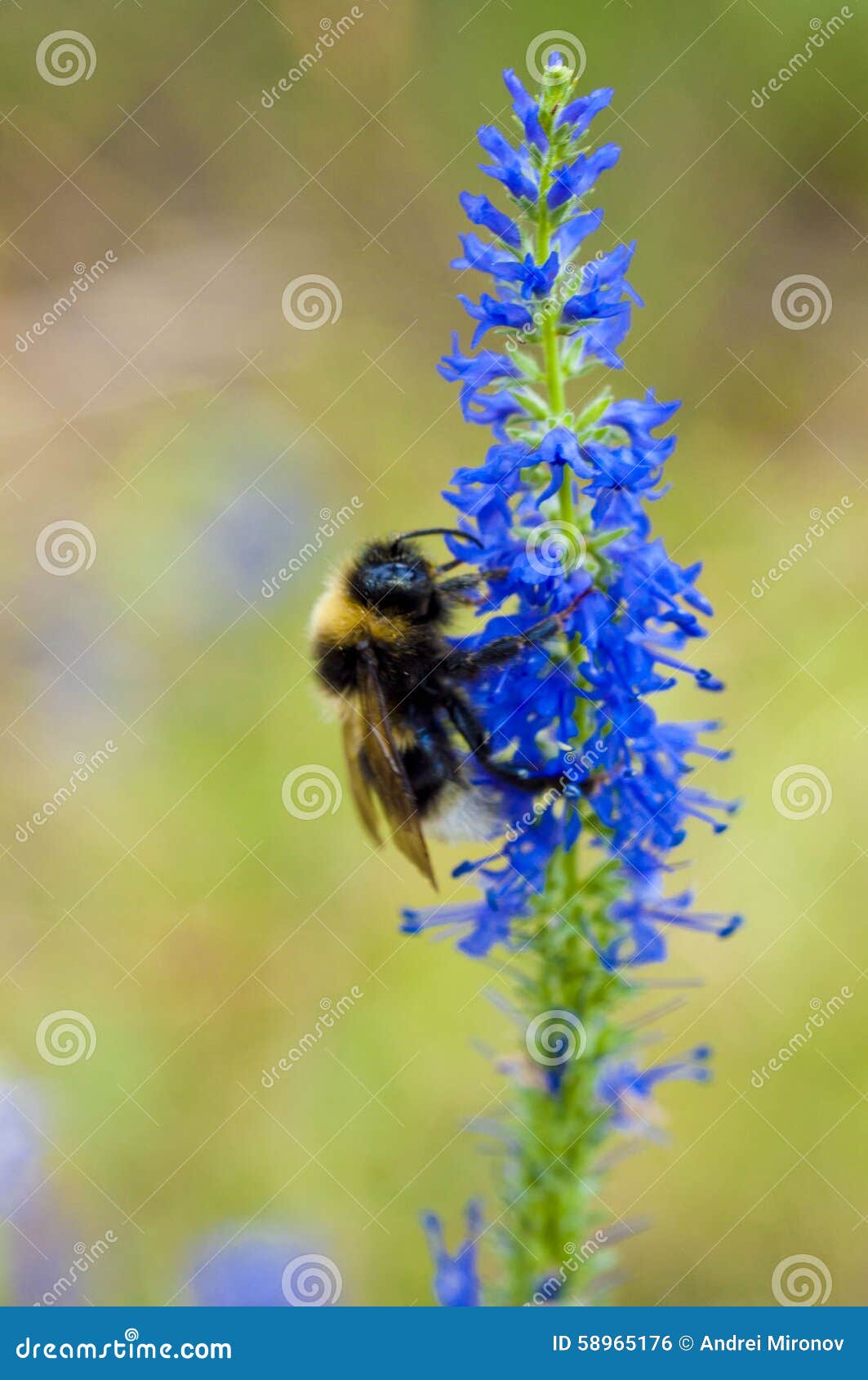 Bumblebee on flower stock photo. Image of fluffy, bumblebee - 58965176