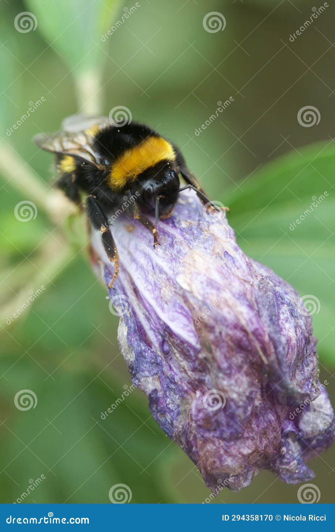 Bumblebee on a flower stock photo. Image of background - 294358170